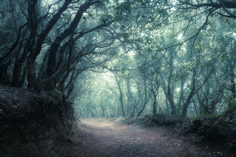 Deep Tropical Jungles of Southeast Asia in Spring Stock Image - Image ...