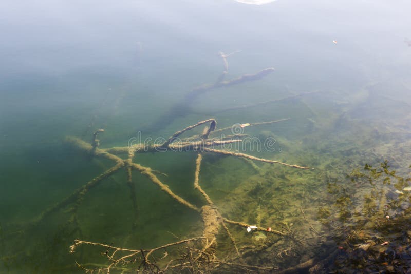 Underwater Branches Reaching Towards Water Surface Stock Image - Image ...