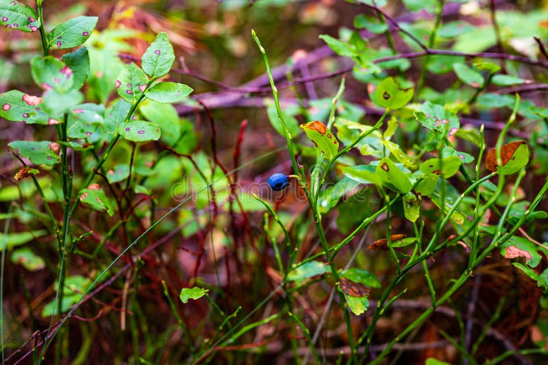 Deep Vibrant Blue Blueberries Growing on the Shrub in the Forest Stock ...