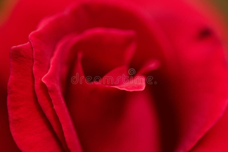 Deep, Vibrant Red Rose. Extreme Macro, Full Frame Close Up Stock Image ...
