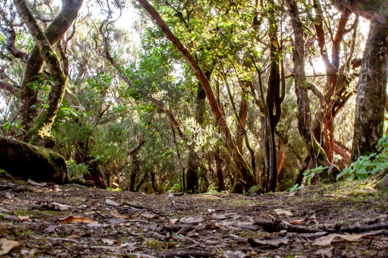 Deep View in the Anaga with Trees Stock Image - Image of anaga, light ...