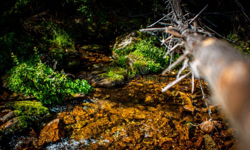 Deep View Over a Felled Tree Over the River Stock Photo - Image of ...