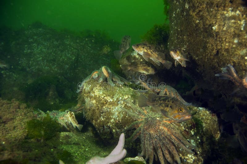 Deep water coral reef stock image. Image of creatures - 10161083