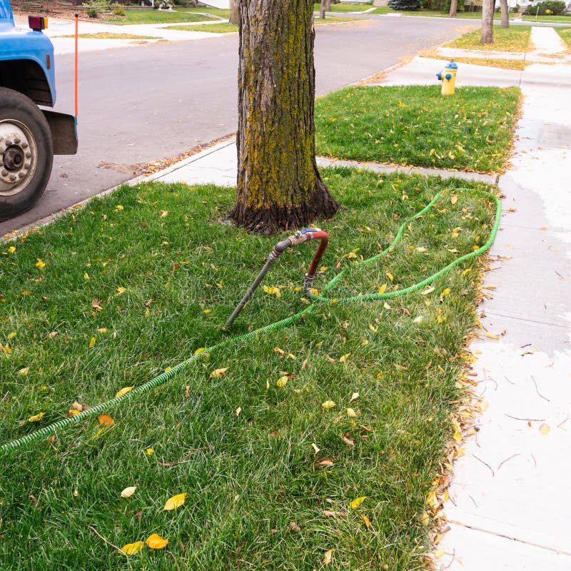 Deep Watering of Individual Tree with Watering Tube Inserted in Soil ...
