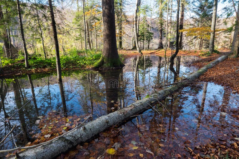 Deep Wet Forest Autumn Landscape, Croatia. Stock Photo - Image of ...