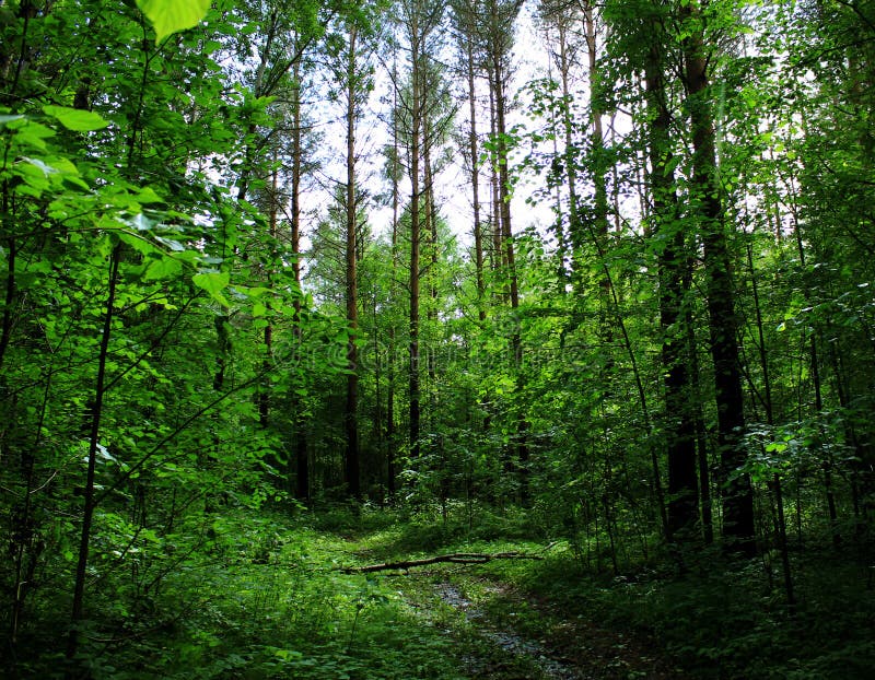 Deep forest in Perm stock photo. Image of dark, leaves - 107368954