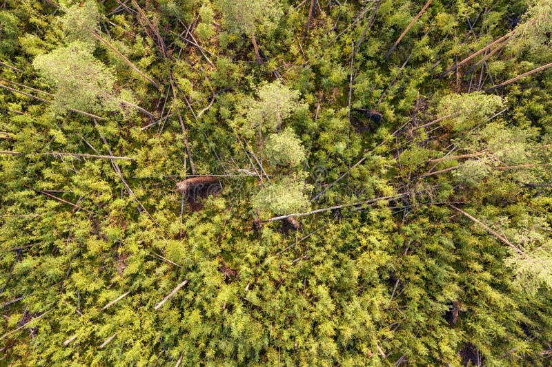 Deep Wild Forest with Deadfall Top Aerial View Stock Image - Image of ...