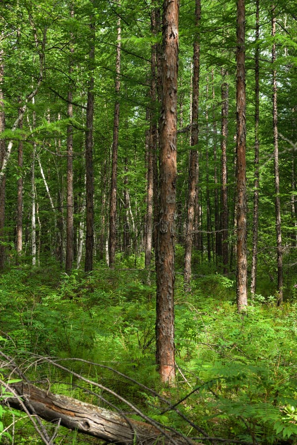Deep Wild Forest of Kamchatka Stock Photo - Image of natural, vertical ...