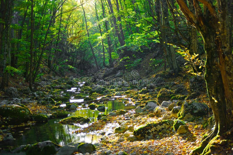Deep wood stock photo. Image of flowing, forest, scenic - 11524028