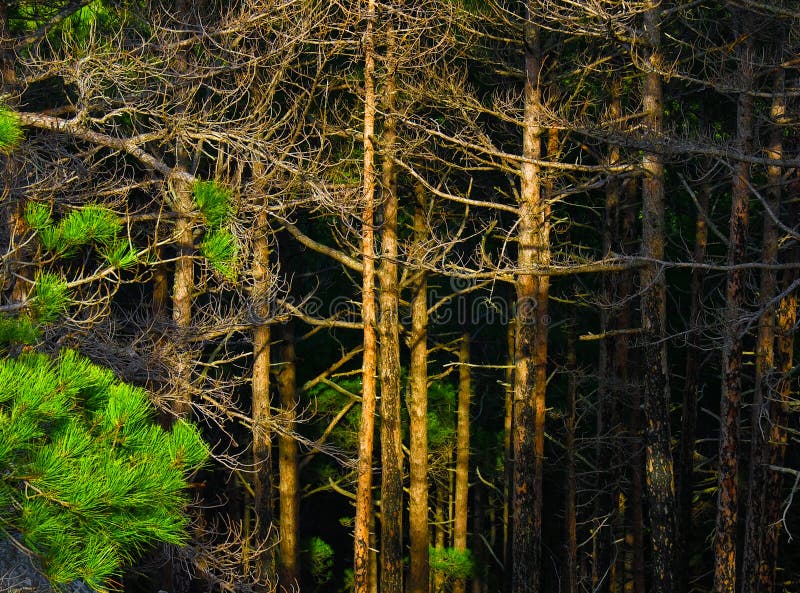 Deep wood stock photo. Image of pine, light, branches - 12829414