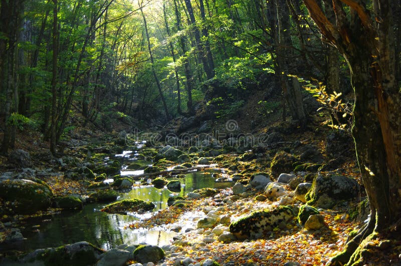 Deep and calm stock photo. Image of brook, deeply, murmur - 11006724