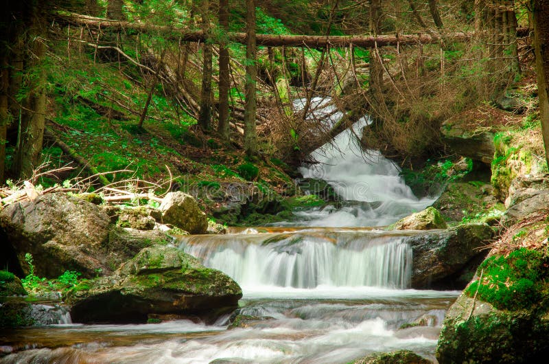 Deep wood stock image. Image of foliage, fresh, outdoor - 54221237
