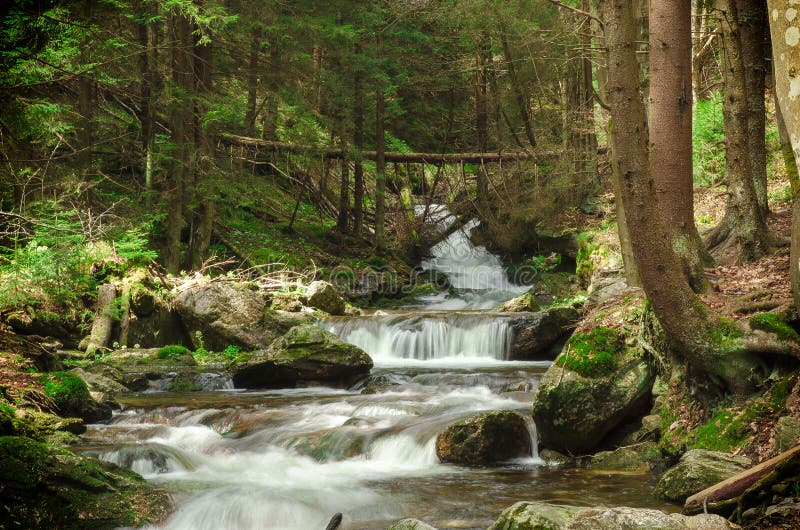 Deep wood stock photo. Image of flow, foliage, background - 54221880