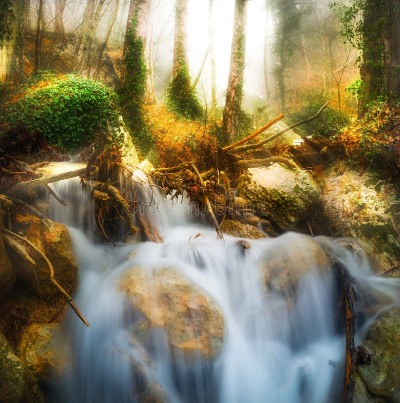 In deep wood stock photo. Image of tree, wood, stone - 41393784