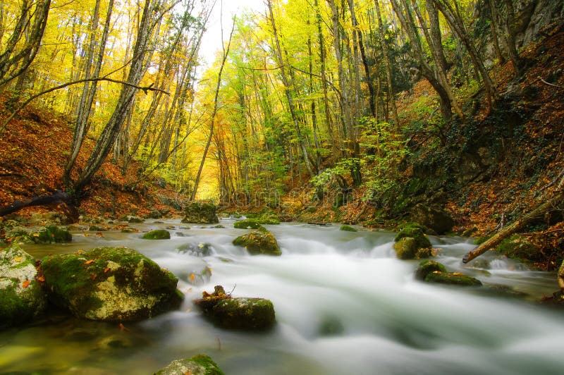 Deep wood stock image. Image of fall, forest, backwoods - 41613655