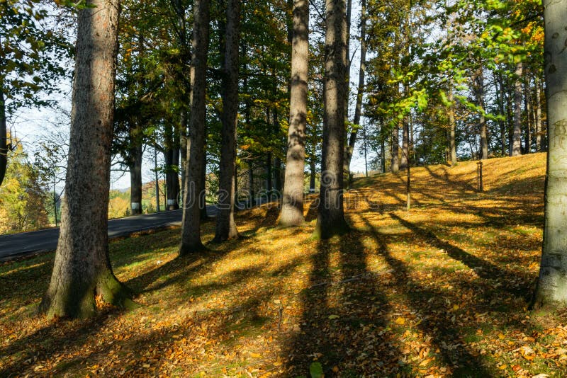 Deep Wood Forest Hiking Trail Stock Image - Image of beams, fall: 130193993