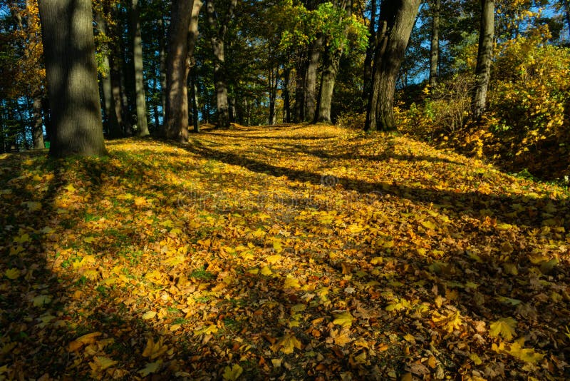 Deep Wood Forest Hiking Trail Stock Photo - Image of colorful, beams ...