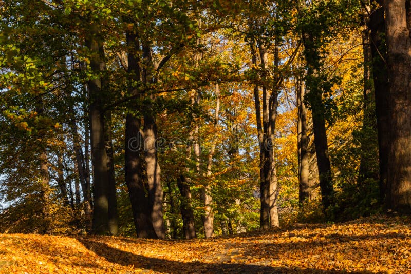 Deep Wood Forest Hiking Trail Stock Image - Image of countryside ...