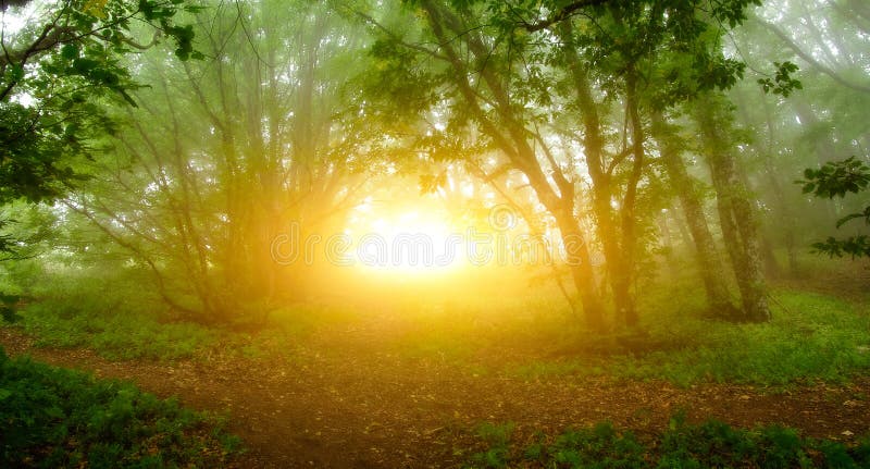 Deep wood stock image. Image of depth, summer, sunlight - 44875203