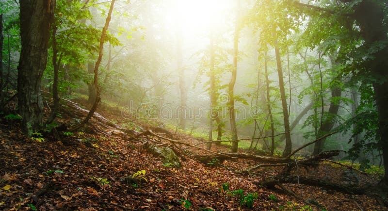 Deep wood stock image. Image of backwoods, deep, wood - 44875229