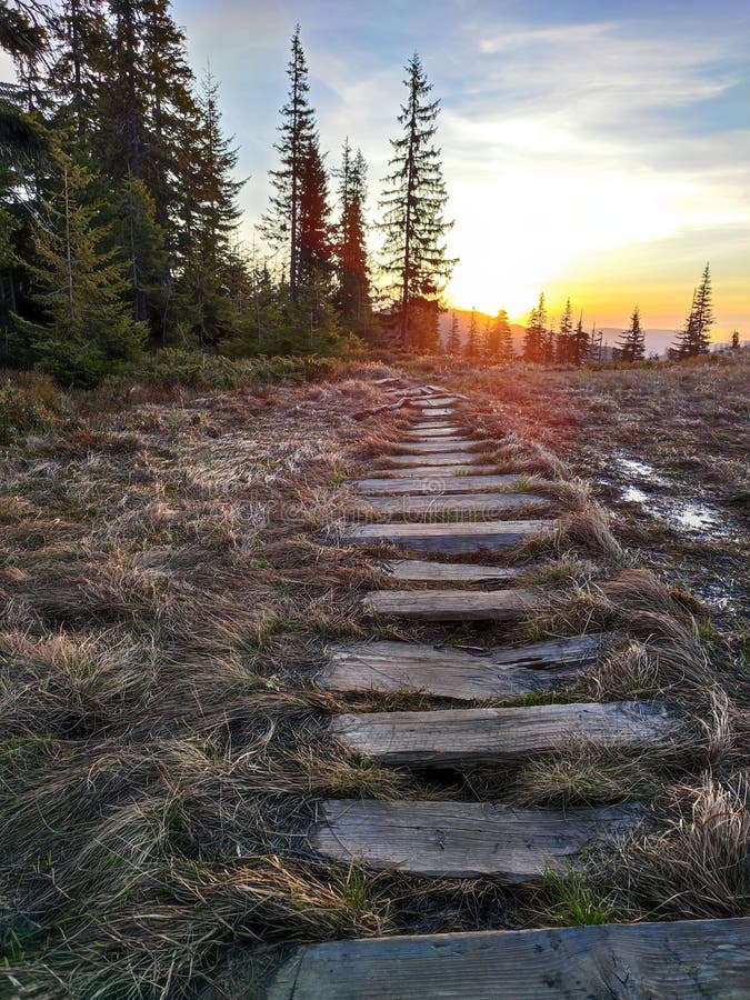 Deep Wooden Forest Pathway or Bridge in Morning Sunshine Stock Photo ...