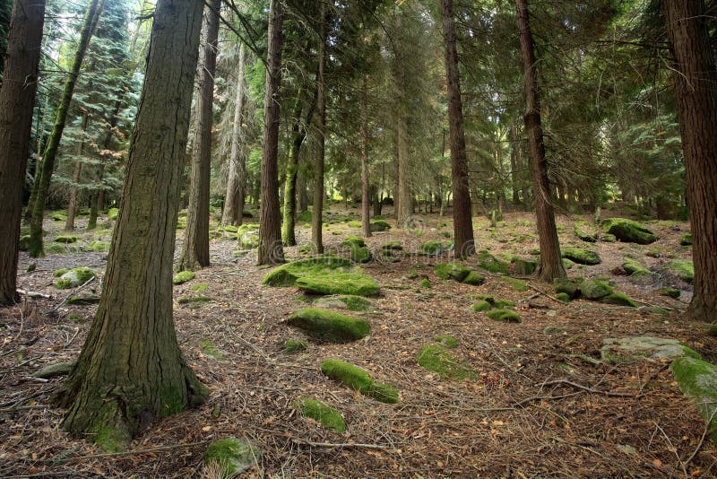 Deep in the woods stock image. Image of peaceful, light - 16581053