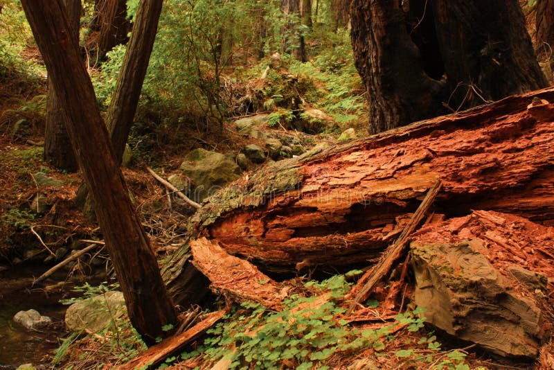 Deep Woods stock photo. Image of design, beautiful, decaying - 5346934