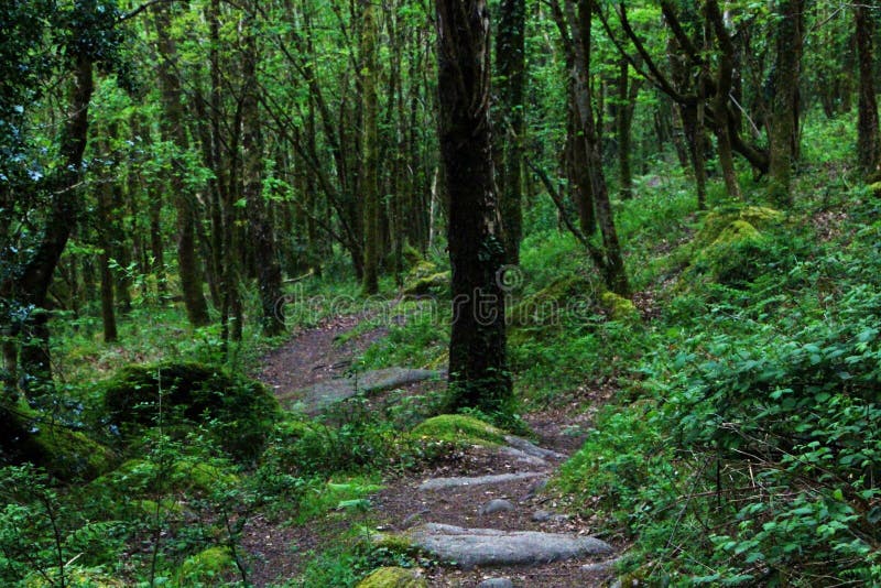 Deep in the woods stock photo. Image of leaves, following - 92630440