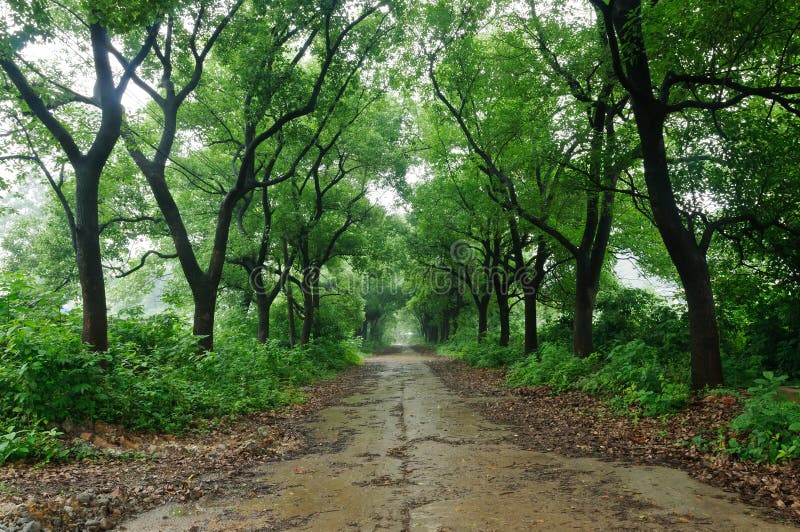 Deep in the woods stock image. Image of forest, imagination - 33256499