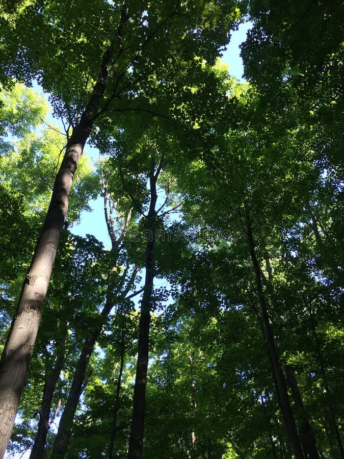 Deep woods sky stock image. Image of amazing, forest - 76758255