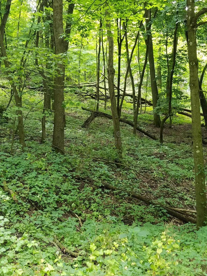 Deep in the Wood stock image. Image of woods, deep, wood - 106468923