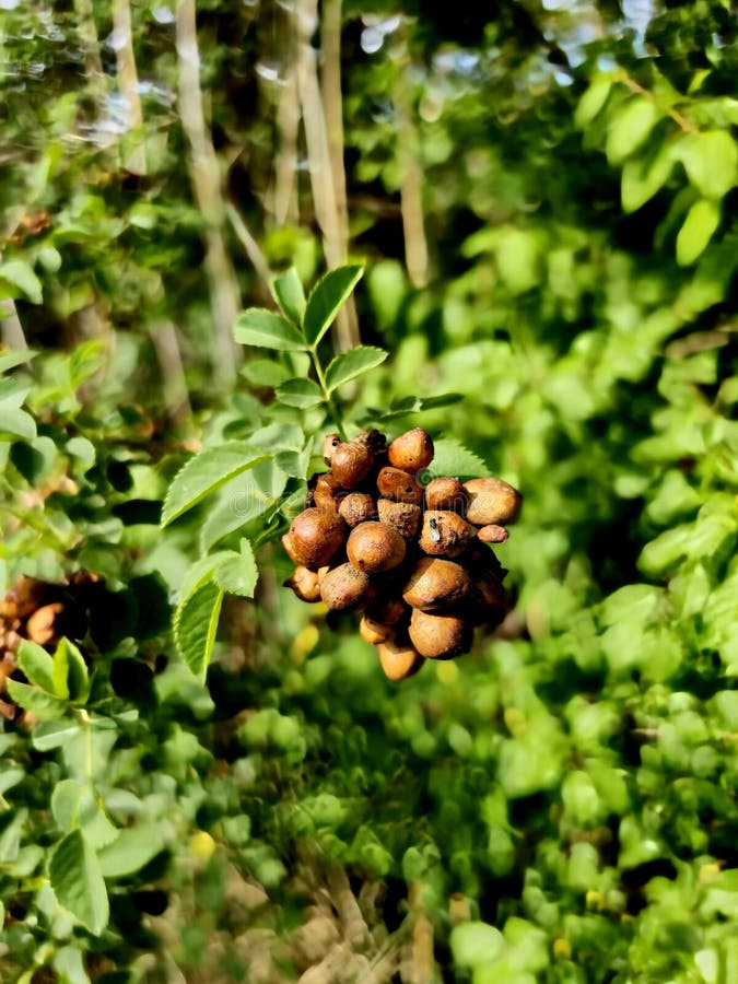 Deep Yellowwood Now in Fruit Berries Tree Beautiful Stock Photo - Image ...