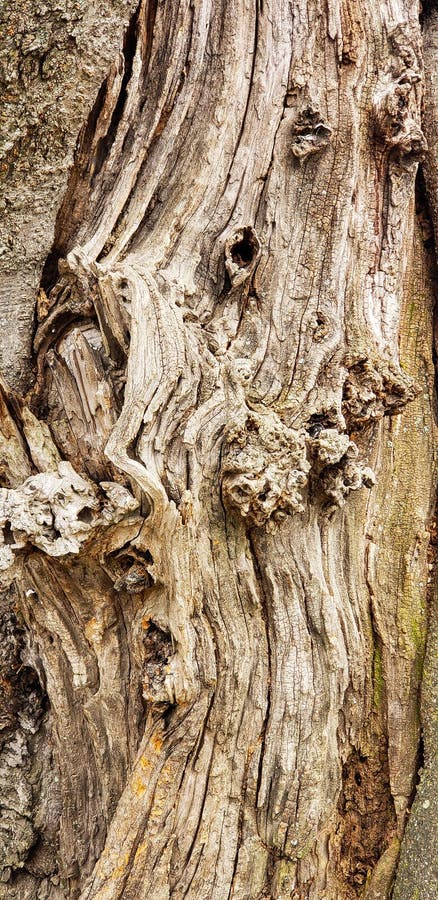 Deeply Cracked Bark of an Old Gray Tree Stock Photo - Image of article ...