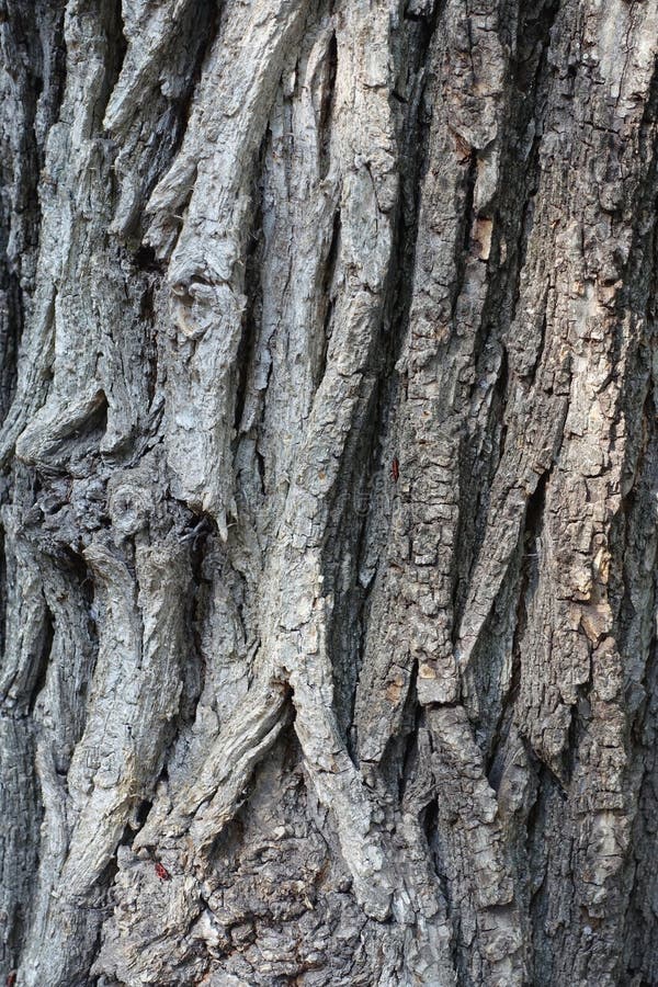Deeply Fissured Grey Bark of Field Elm Stock Photo - Image of pattern ...