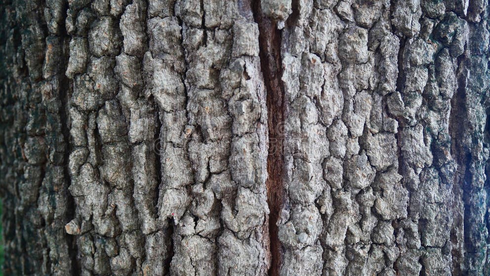 Deeply Grooved Tree Bark, Abstract Tree Trunk Texture Stock Photo ...
