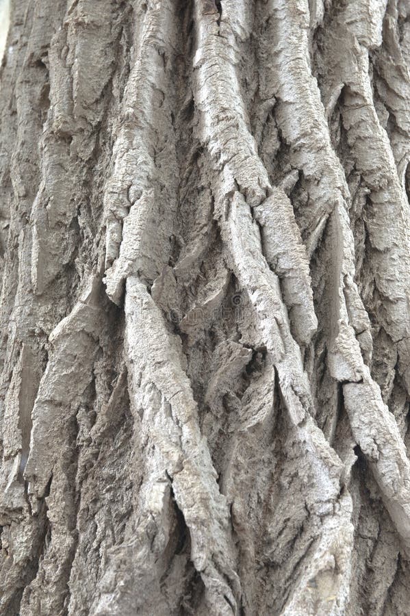 Deeply grooved tree bark stock photo. Image of tree, mighty - 61320268