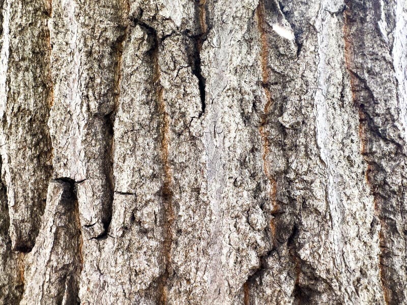 Deeply Grooved Tree Bark. Natural Rough Trunk Texture Stock Photo ...