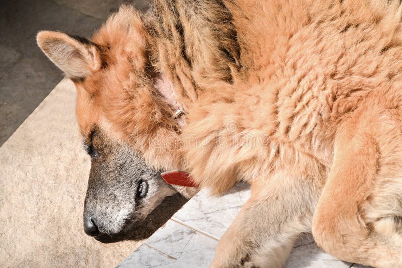 Deeply Relaxed Old German Shepherd Stock Photo - Image of tame, hairs ...