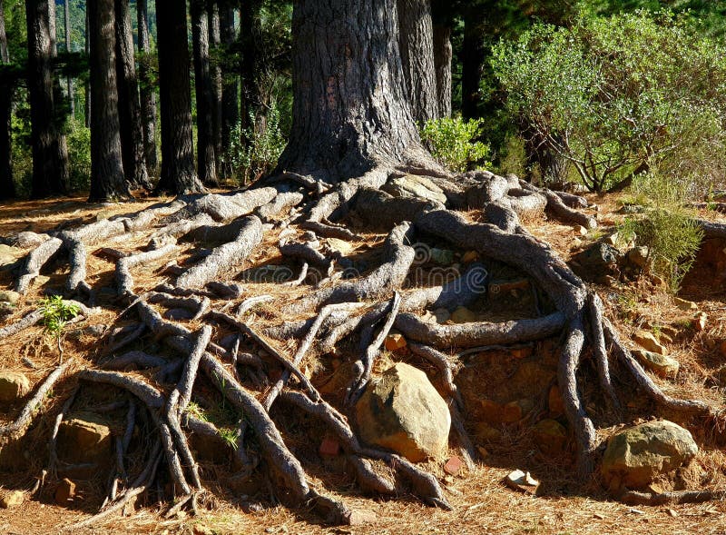 Deeply Rooted stock image. Image of spectacular, formidable - 149204311