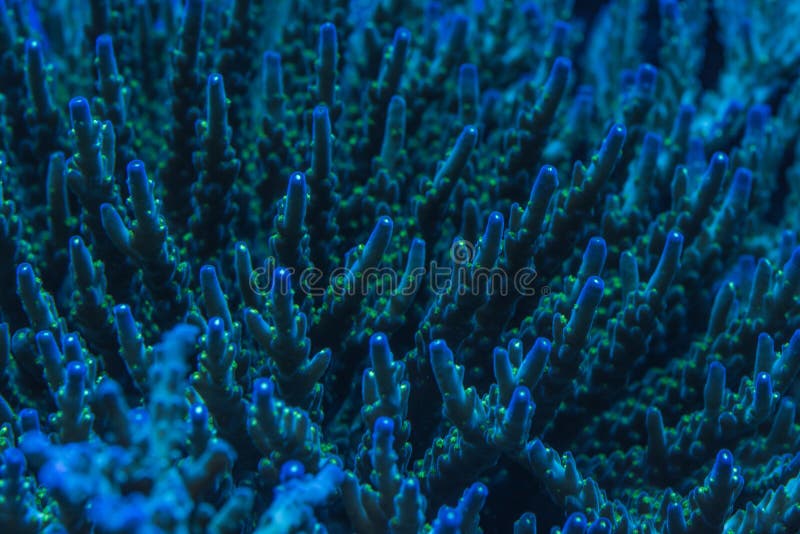 Deepwater Acropora Coral Colony in Reef Stock Photo - Image of colony ...