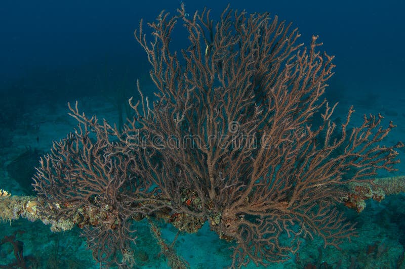 Deepwater Sea Fan stock photo. Image of life, biology - 17745624