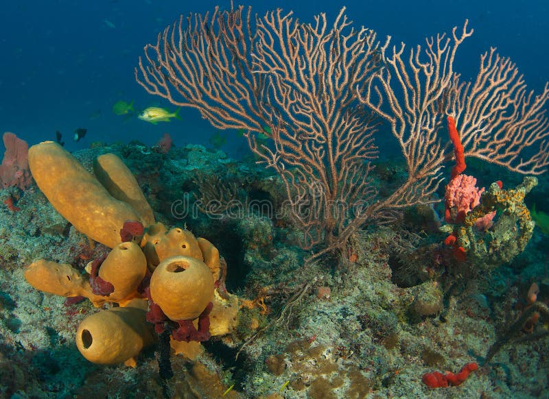 Deepwater Sea Fan stock image. Image of underwater, tails - 17747661