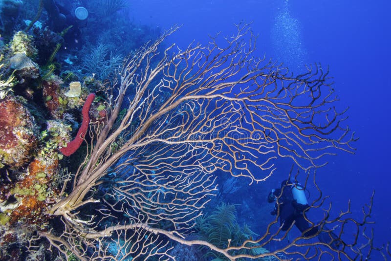Deepwater Sea Fan stock photo. Image of fish, caribbean - 17745624