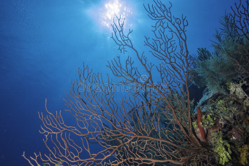 Deepwater Sea Fan stock image. Image of coral, placencia - 94722191