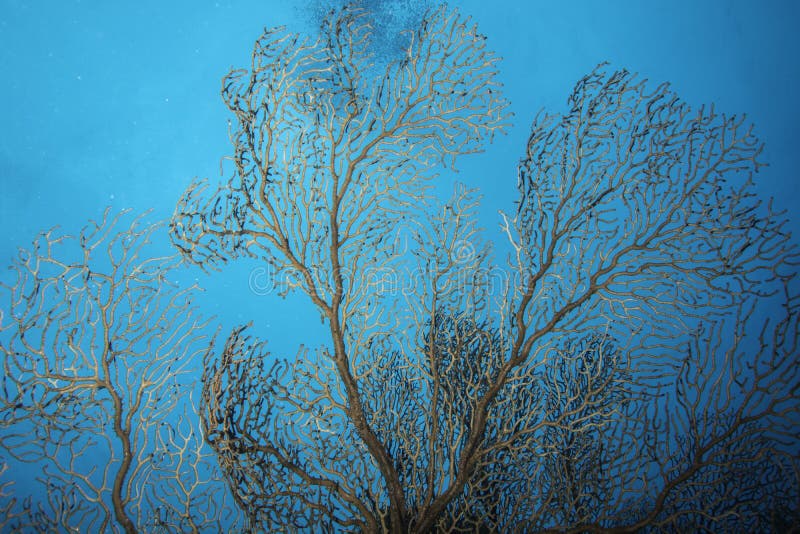 Deepwater Sea Fan stock image. Image of diver, ocean - 94722243