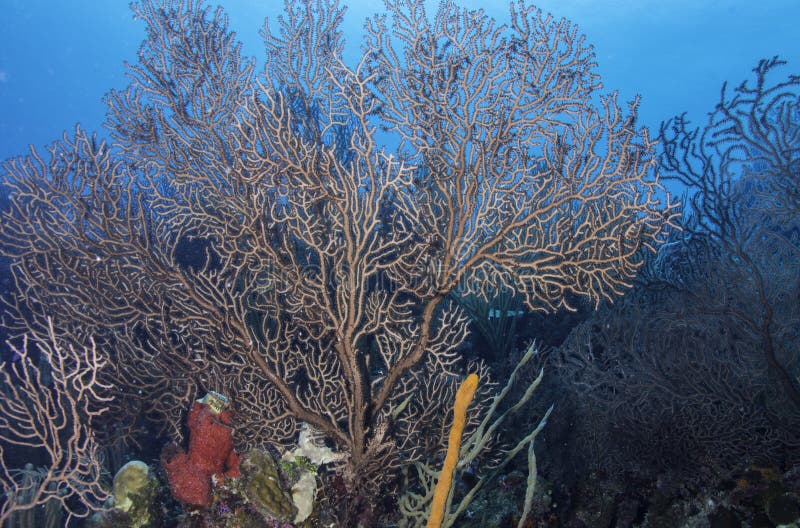 Deepwater Sea Fan stock photo. Image of reef, vegetation - 94722272