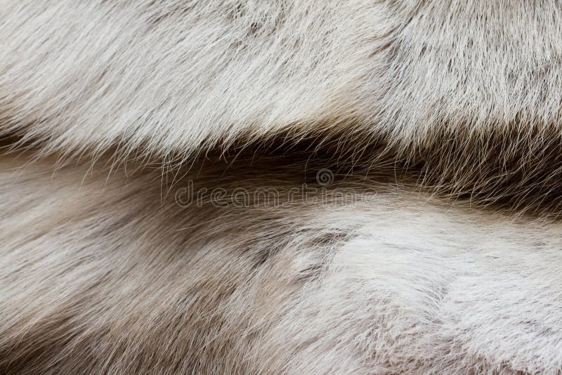 Deer s fur texture stock photo. Image of material, wild - 7668916