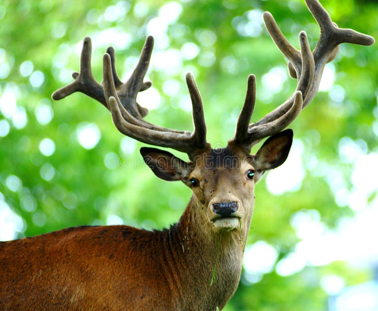 12,574 Deer Eye Stock Photos - Free & Royalty-Free Stock Photos from ...
