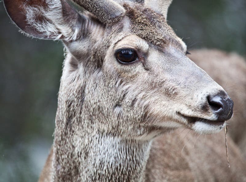 Deer with Open Mouth and Large Teeth Stock Photo - Image of nature ...