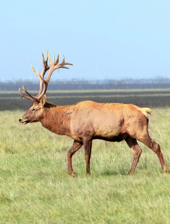 Great One Whitetail Deer Stock Photos - Free & Royalty-Free Stock ...